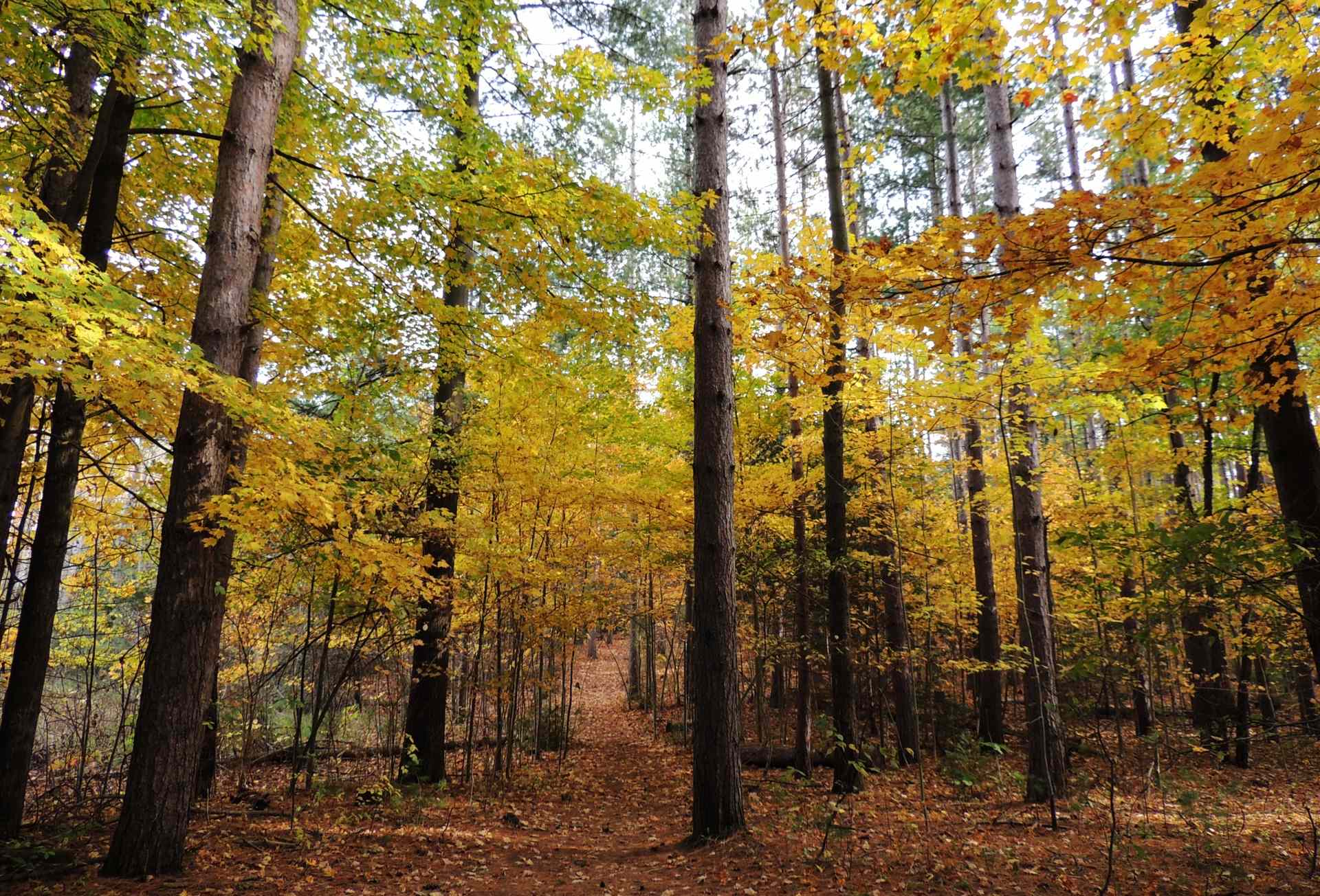 Allan Park Conservation Area | Great Lakes Guide