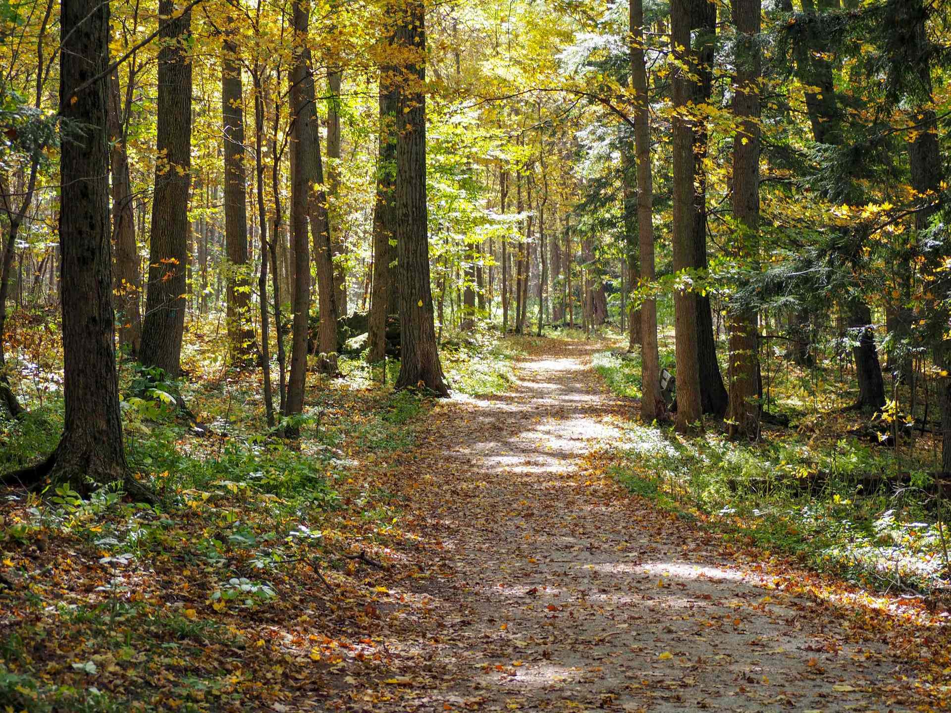 Crawford Lake Conservation Area | Great Lakes Guide