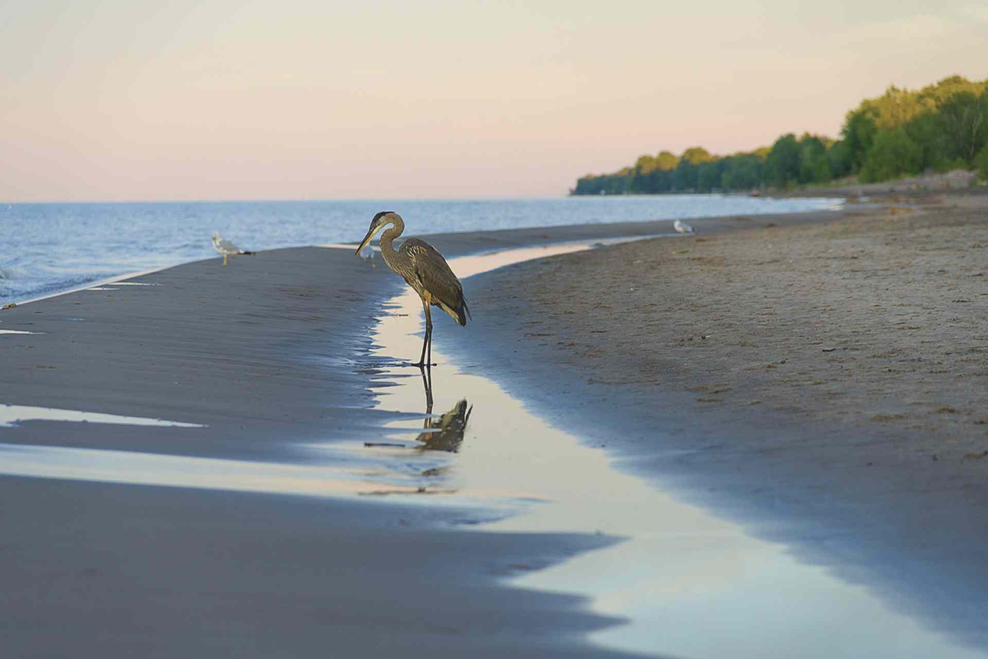 Long Point Provincial Park | Great Lakes Guide