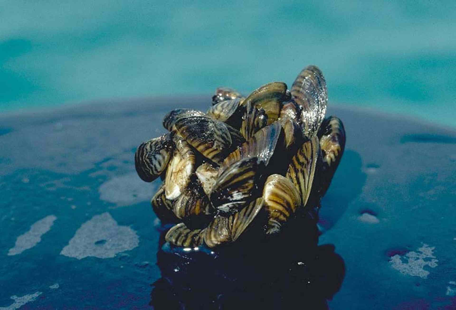 Learn About Invasive Species In The Great Lakes Great Lakes Guide