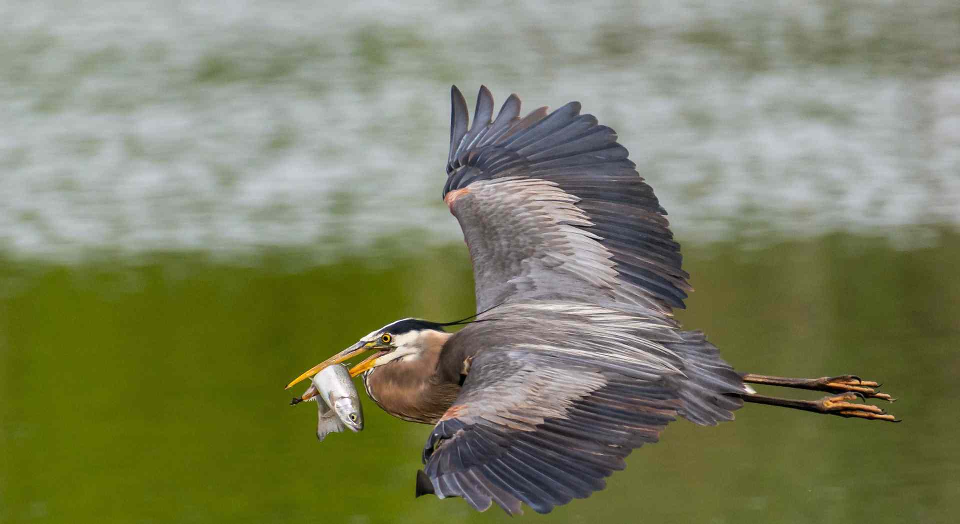Spot these five waterfowl in the Great Lakes | Great Lakes Guide